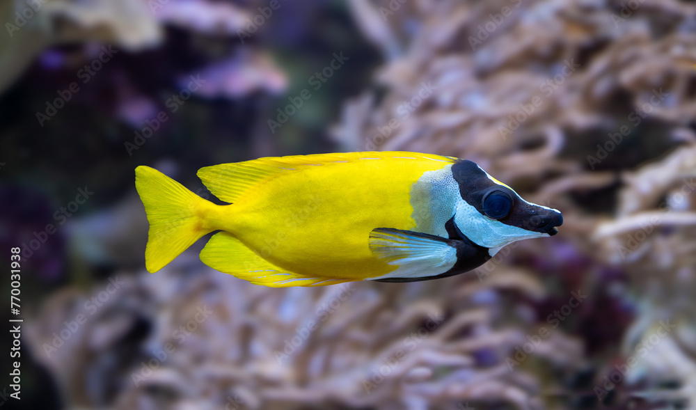The foxface rabbitfish (Siganus vulpinus) a species of fish found at ...