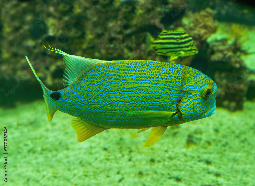 Blue-lined seabream or sailfin snapper (Symphorichthys spilurus) is a ...
