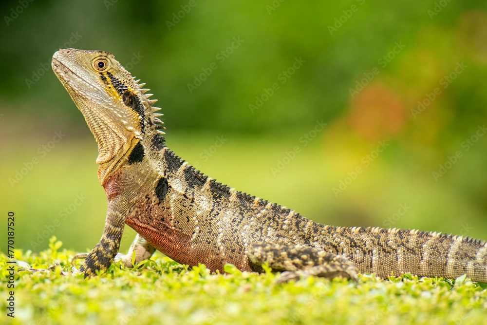 The Australian water dragon, which includes the eastern water dragon ...