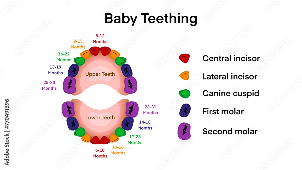 First tooth in a child, Baby teeth with primary tooth eruption and ...