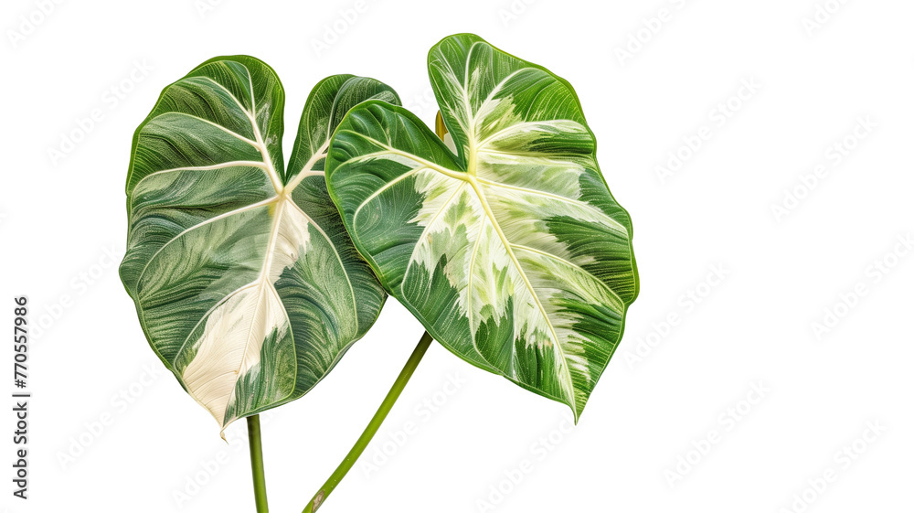 Heart shaped variegated leaves of Elephant Ears or Variegated Alocasia ...