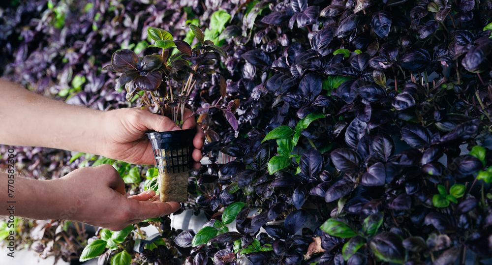 Fresh eco basil are growing in indoor vertical farm with led lights ...