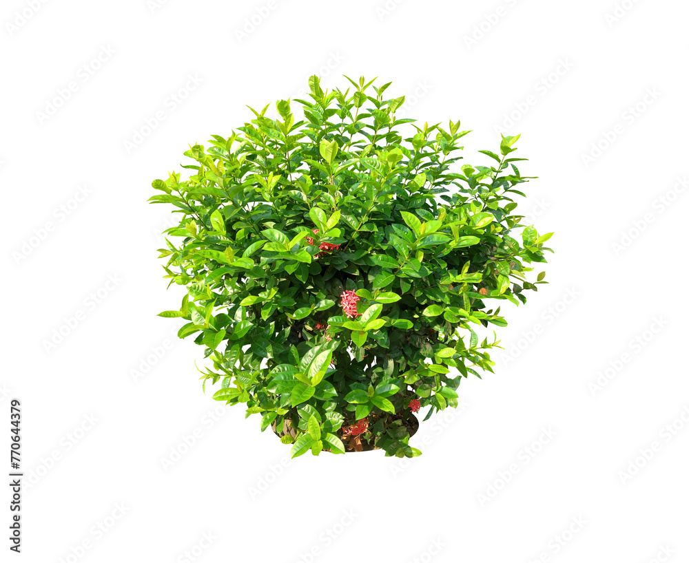 Ixora ornamental plants and evergreen (shrubs) with bright red flowers ...