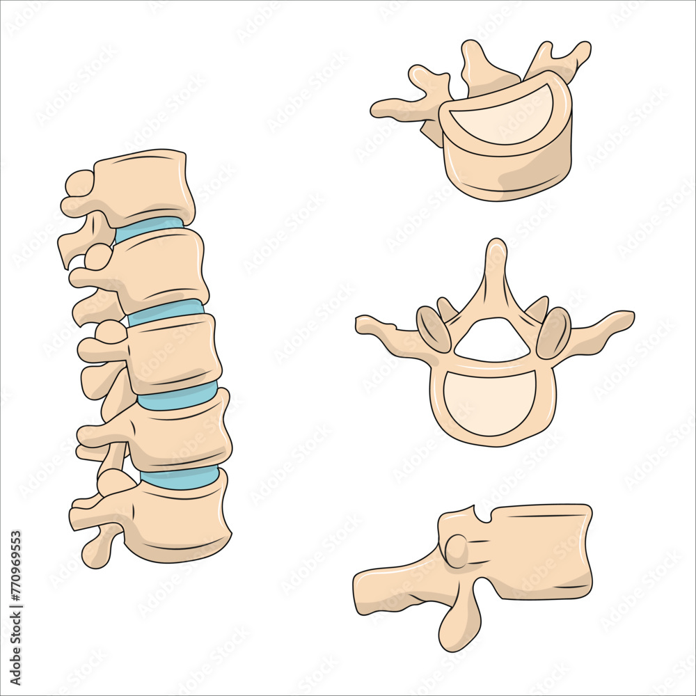 Lumbar vertebrae anatomy Stock Vector | Adobe Stock