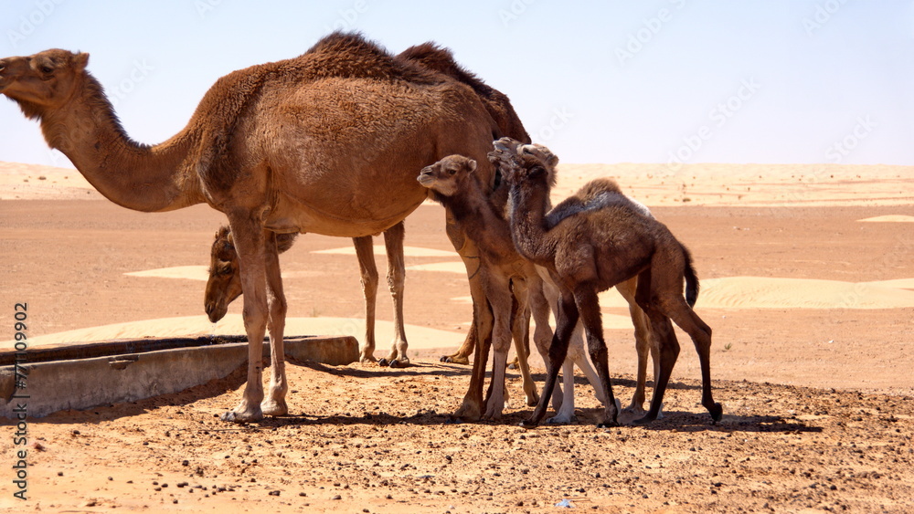Dromedary camel (Camelus dromedarius) calves with their mother ...