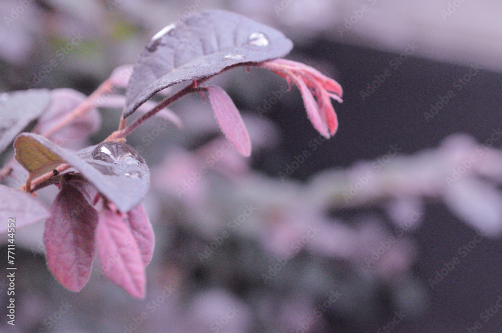 Nature's tears of morning dew cling to vibrant leaves, a delicate dance ...