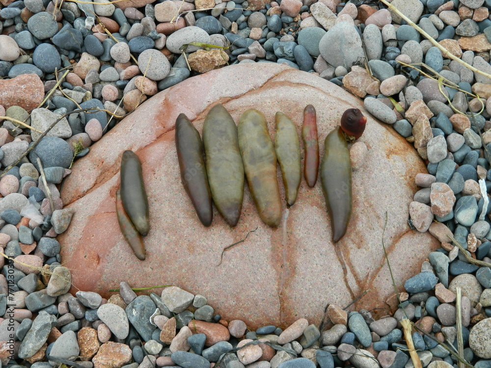Panopea generosa, special seafood food, mollusk outside the shell on ...