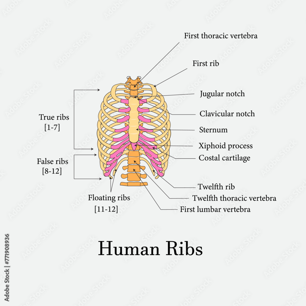Vector de Stock Human Ribs, rib labeled, Human rib bones, ribs diagram labeled, ribs cage ...