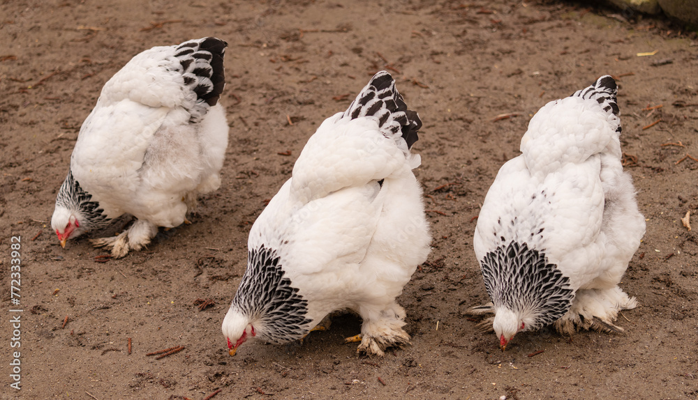 Brahma chickens with distinctive plumage and patterns strutting ...
