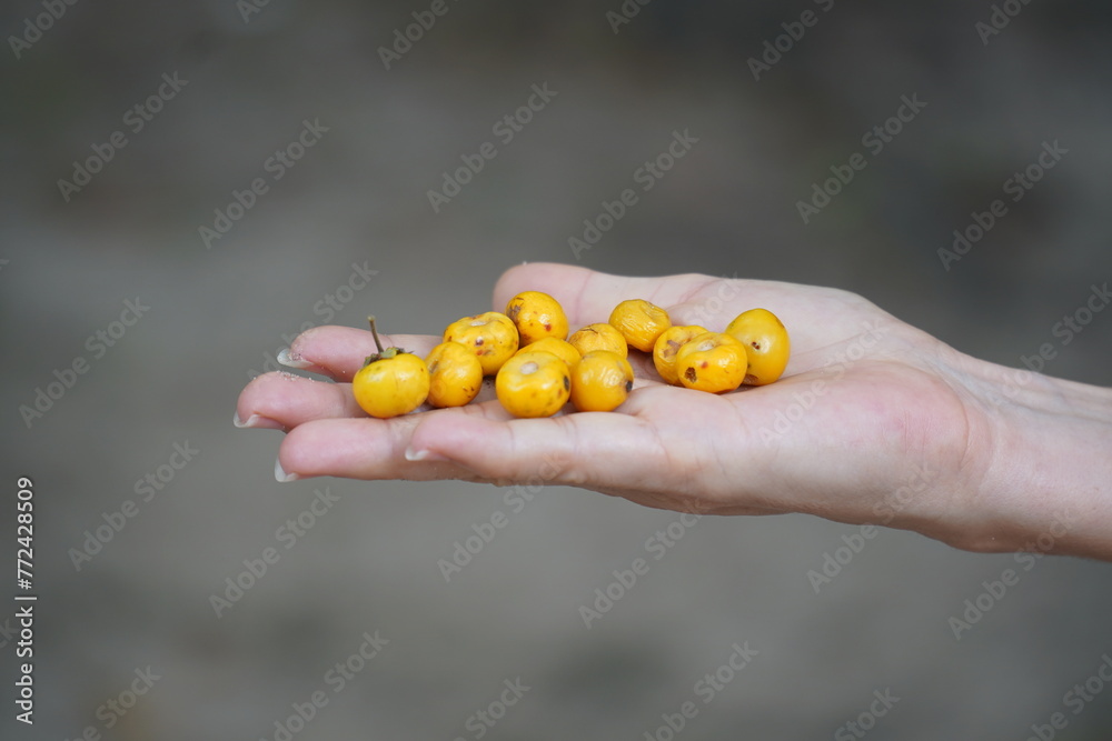 Muruci fruits (Byrsonima crassifolia), also known as murici, from a ...