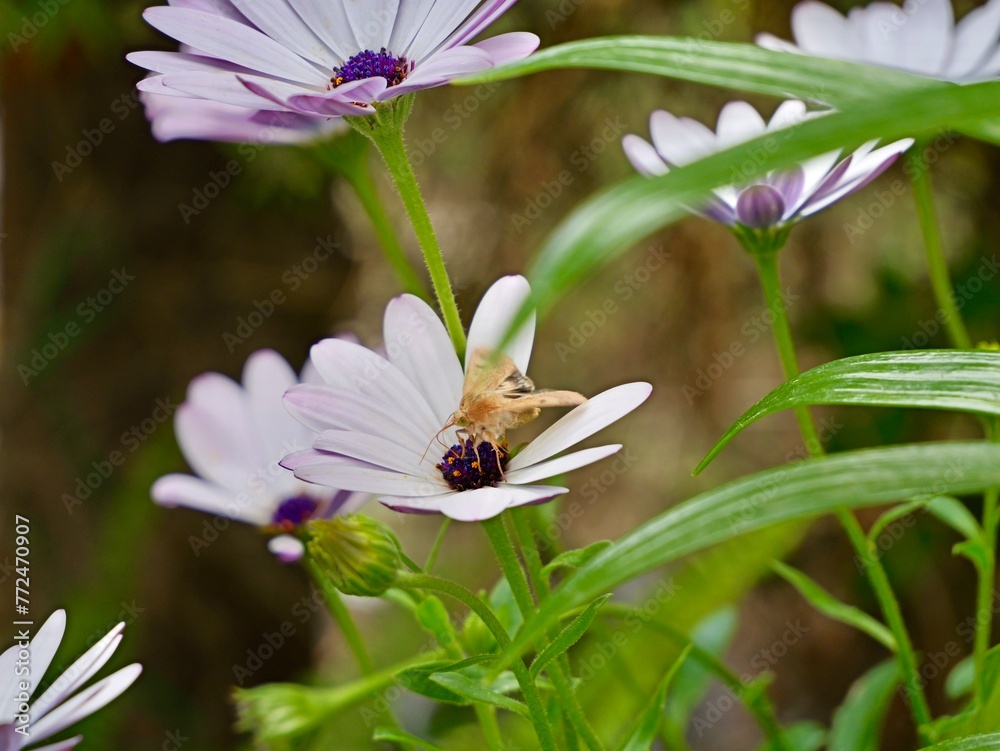Flowers in the garden with the cotton bollworm, corn earworm, Old World ...