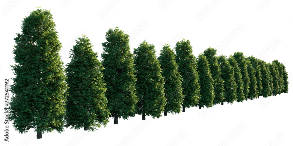 Thuja occidentalis row perspective set Smaragd evergreen emerald green ...