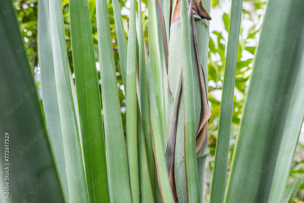 Pu'u Ma'eli'eli Trail, Honolulu Oahu Hawaii. rcraea foetida (Giant ...
