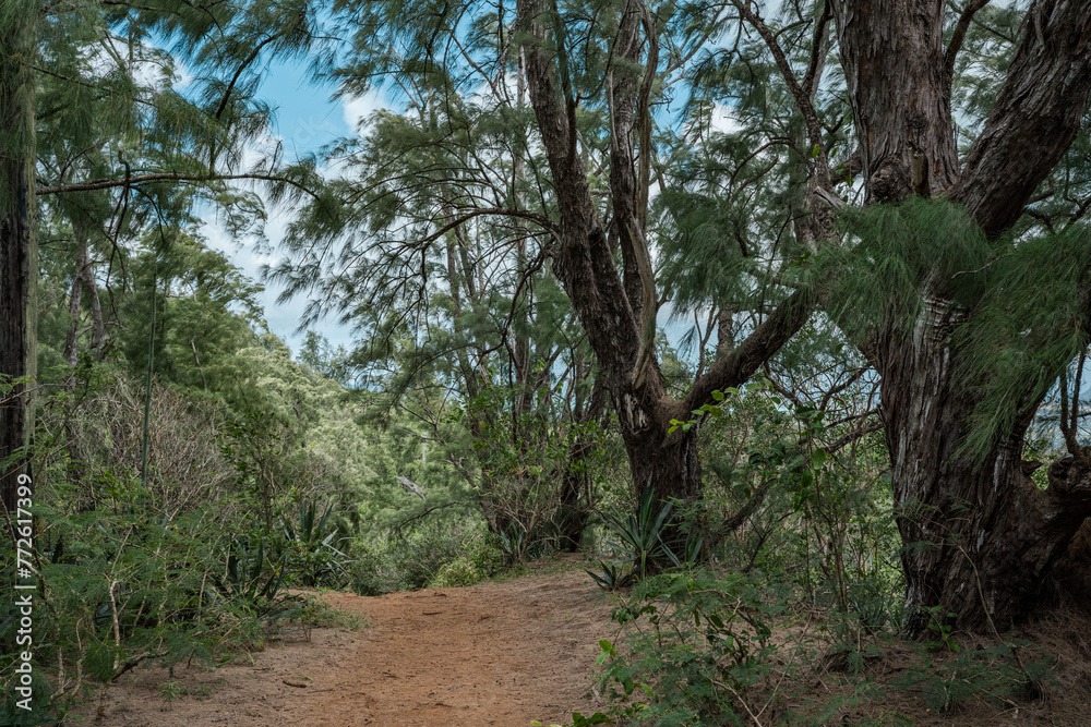 Casuarina equisetifolia, coastal she-oak, horsetail she-oak, ironwood ...