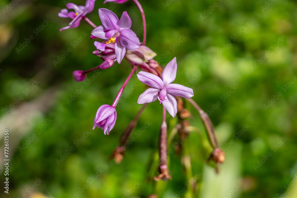 Spathoglottis plicata, commonly known as the Philippine ground orchid ...