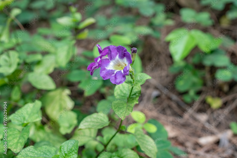 Pu'u Ma'eli'eli Trail, Honolulu Oahu Hawaii. tasia gangetica is a ...