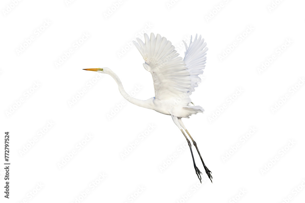 Beautiful flying Egret isolated on transparent background png file ...