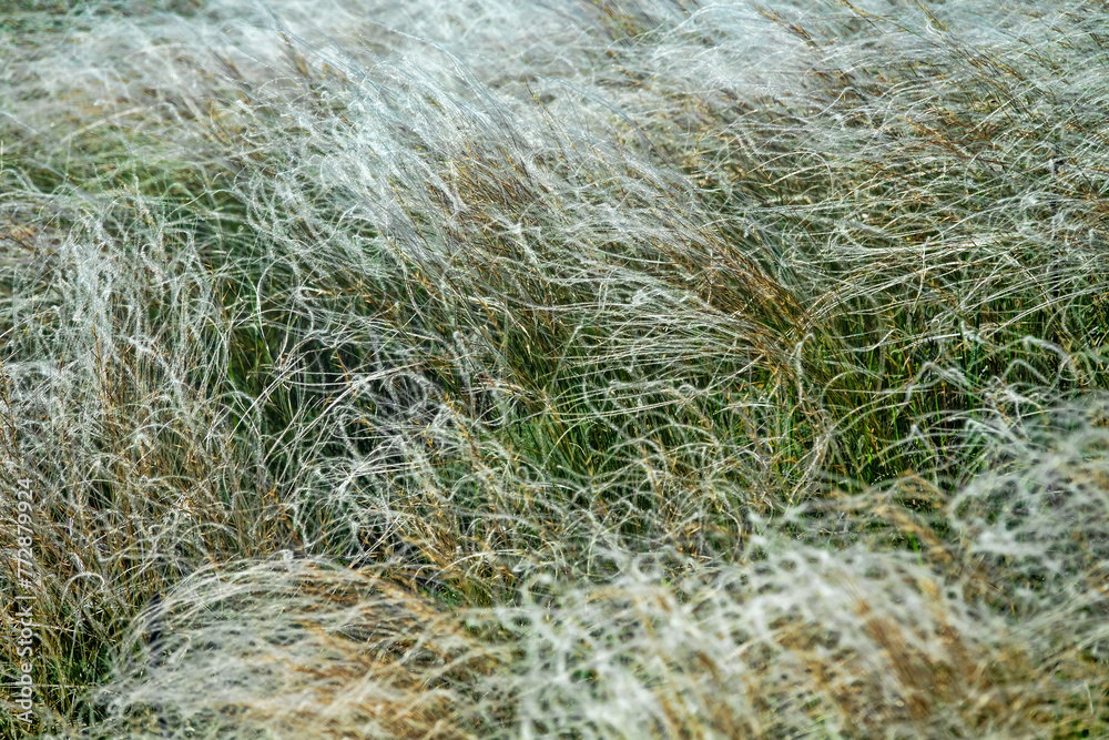 Feather-grass true steppe. Northern Black Sea region. The most common ...