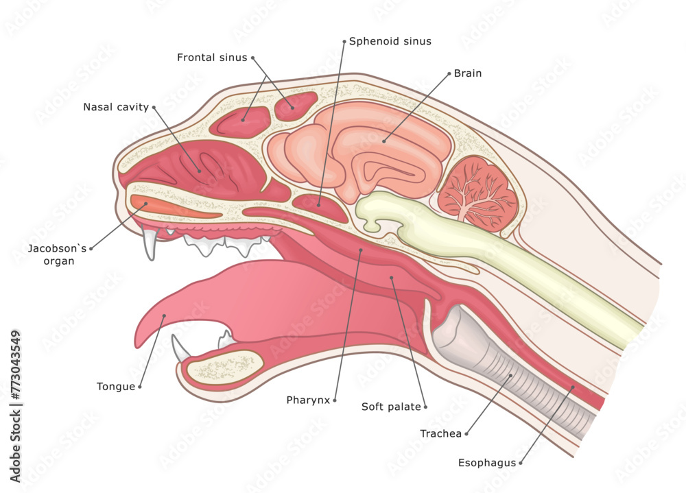 Domestic cat sagittal section vector illustration labeled. Internal cat ...