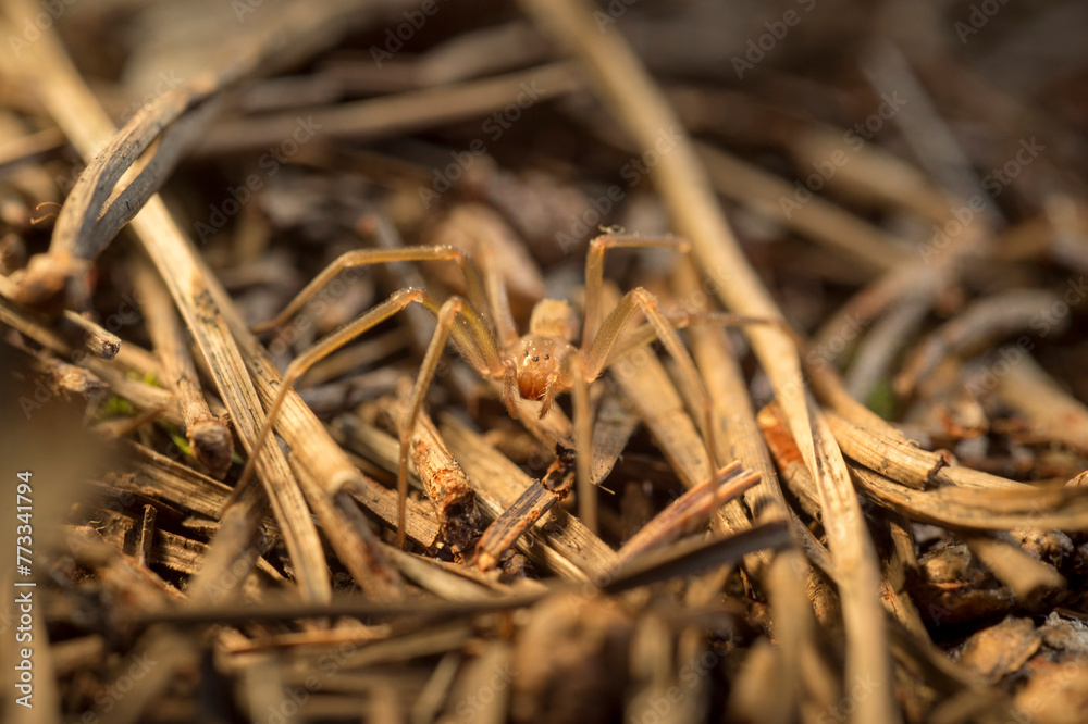 Mediterranean recluse spider, violin spider (Loxosceles rufescens ...