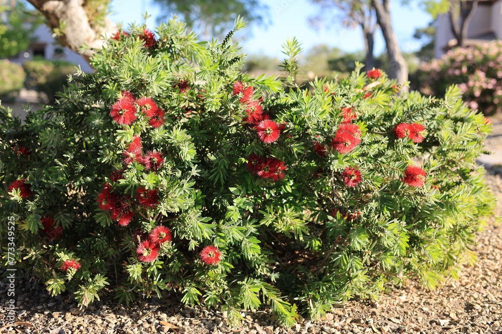 Desert style xeriscaped road side with flowering dwarf Callistemon also ...