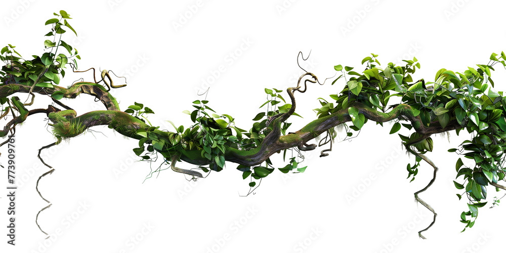 Jungle vines flowing on transparent background Stock Photo | Adobe Stock