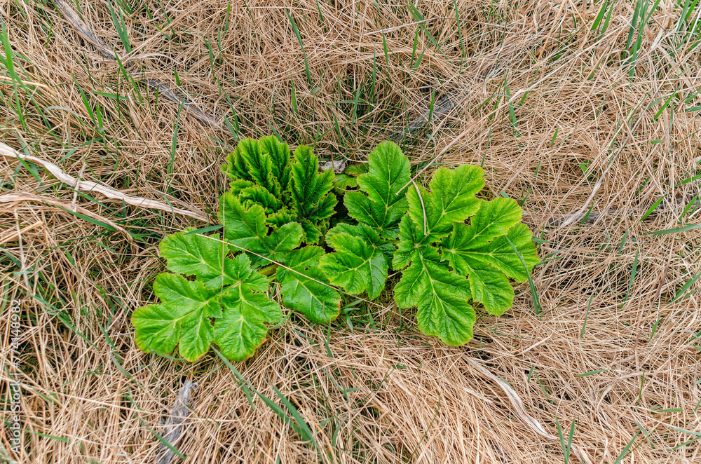 Young shoots of Heracleum sosnowskyi plant among dry yellow grass ...