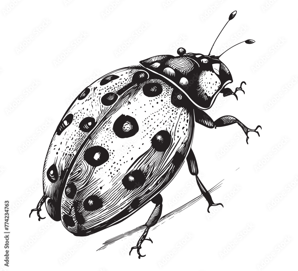 Hand drawn ink sketch of ladybug isolated on white background. Vector ...