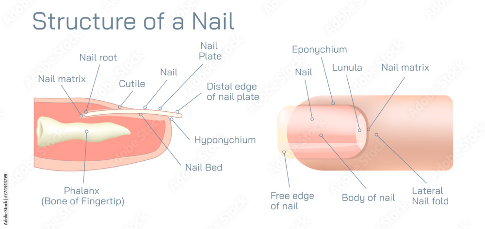 Structure and diagram of finger nail. Cross section and anatomy of nail ...