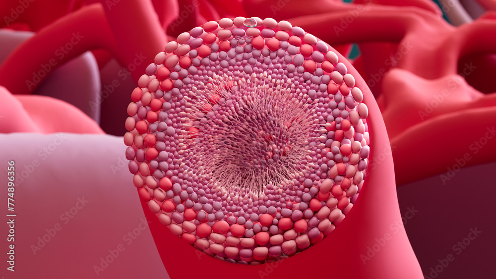 Pathway of Sperm, The journey of sperm, from their creation ...