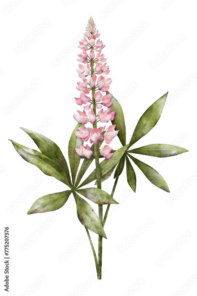 Pink lupine flower with green leaves watercolor illustration isolated ...
