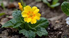 Yellow Primrose Wildflower Close-up Free Stock Photo - Public Domain ...