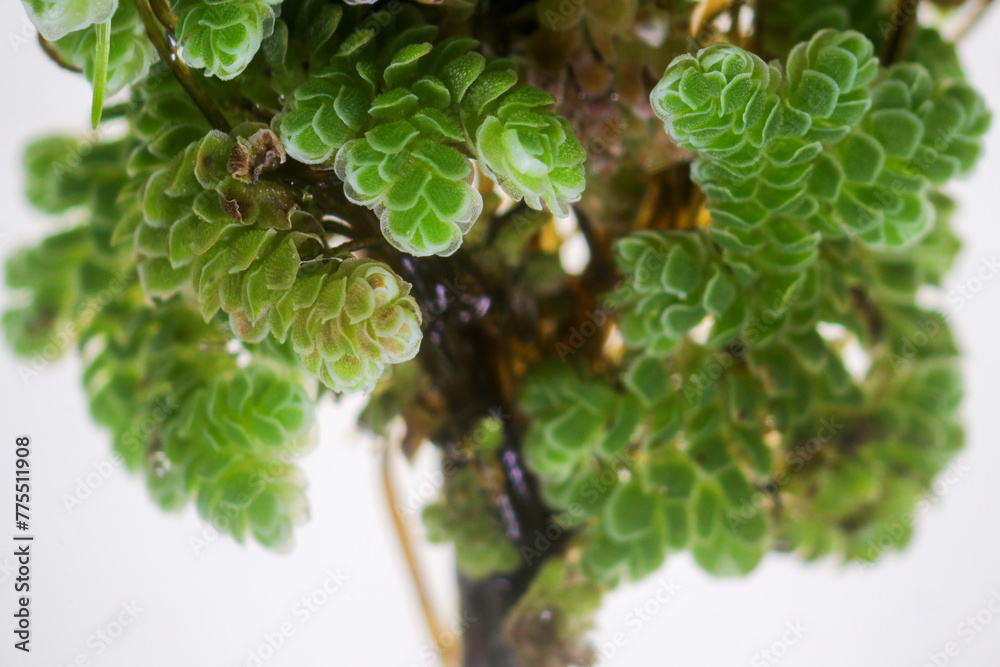 Study of green floating Azolla Pinnata, A kind of aquatic fern which ...