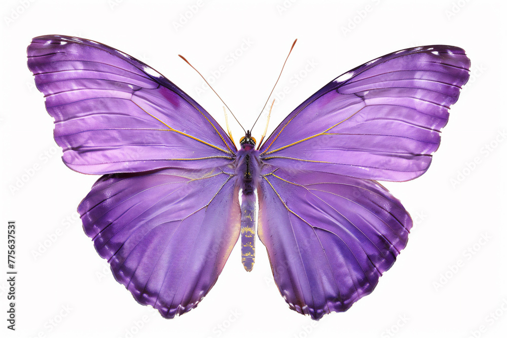 Bright Purple Butterfly isolated on white background Stock Illustration ...