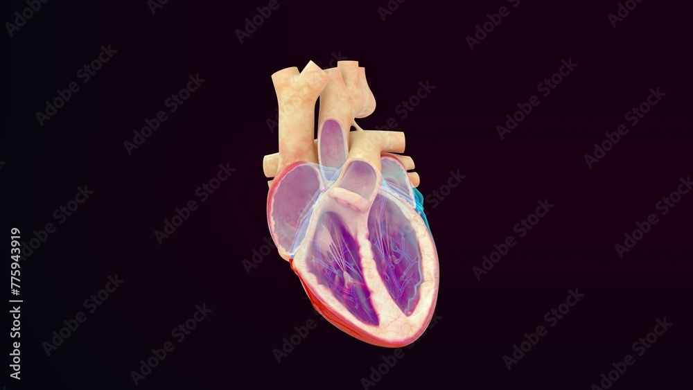 Human heart cross section 3d illustration Stock Illustration | Adobe Stock