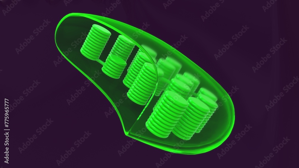 Structure of Chloroplast 3d illustration Stock Illustration | Adobe Stock