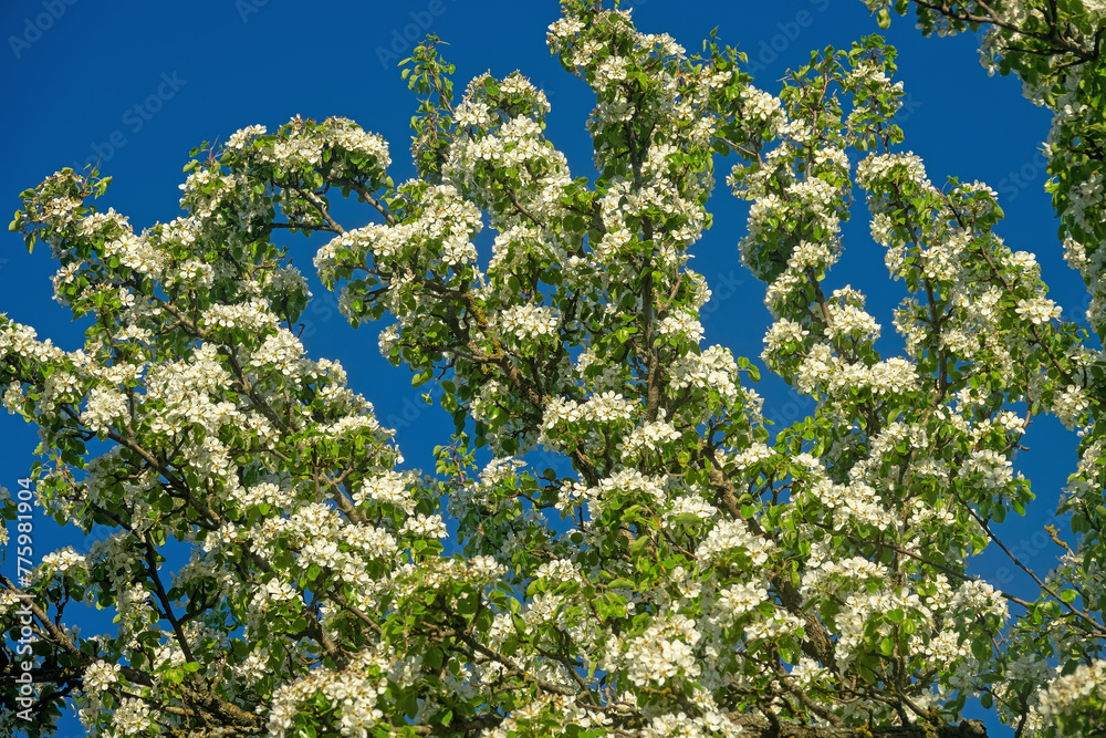 Wild pear Pyrus communis) friendly flowering in the forest-steppe, crab ...