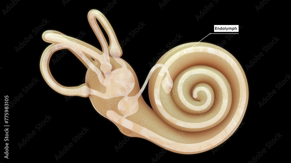 Anatomy of human ear (Endolymph) 3d illustration Stock Illustration ...