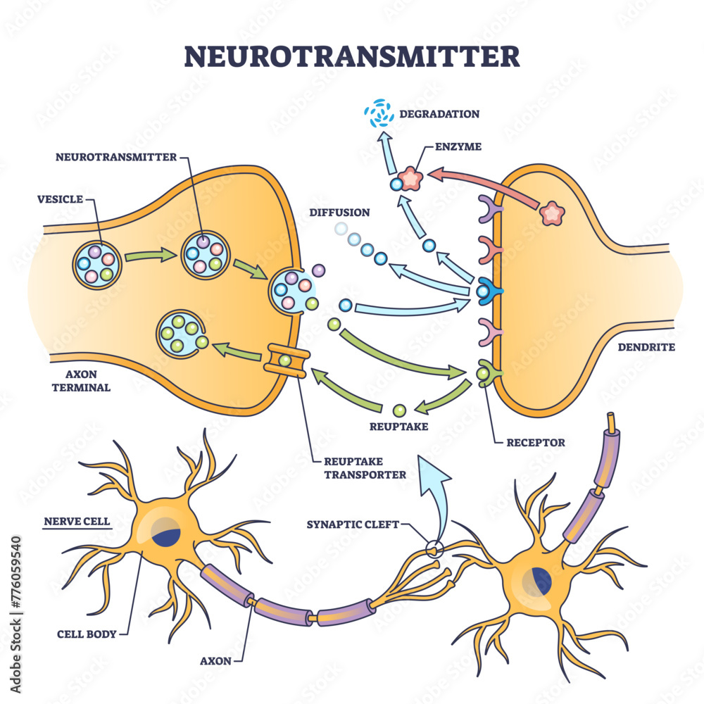 Neurotransmitter process detailed anatomical explanation outline ...