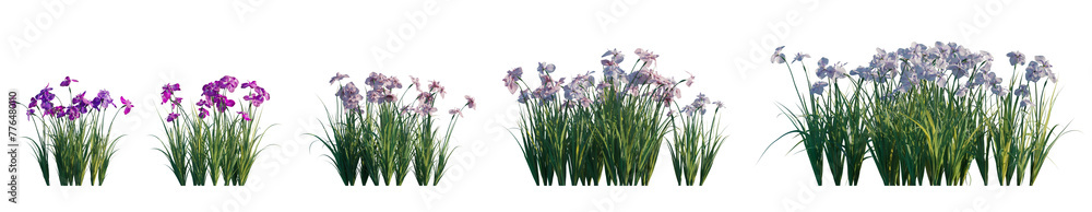 Iris ensata (Japanese water iris, sword-leaved, iris kaempferi ...