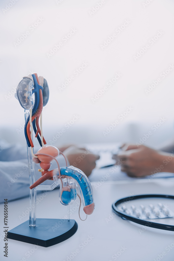Doctor uses anatomical model to explain male urinary system. Model ...