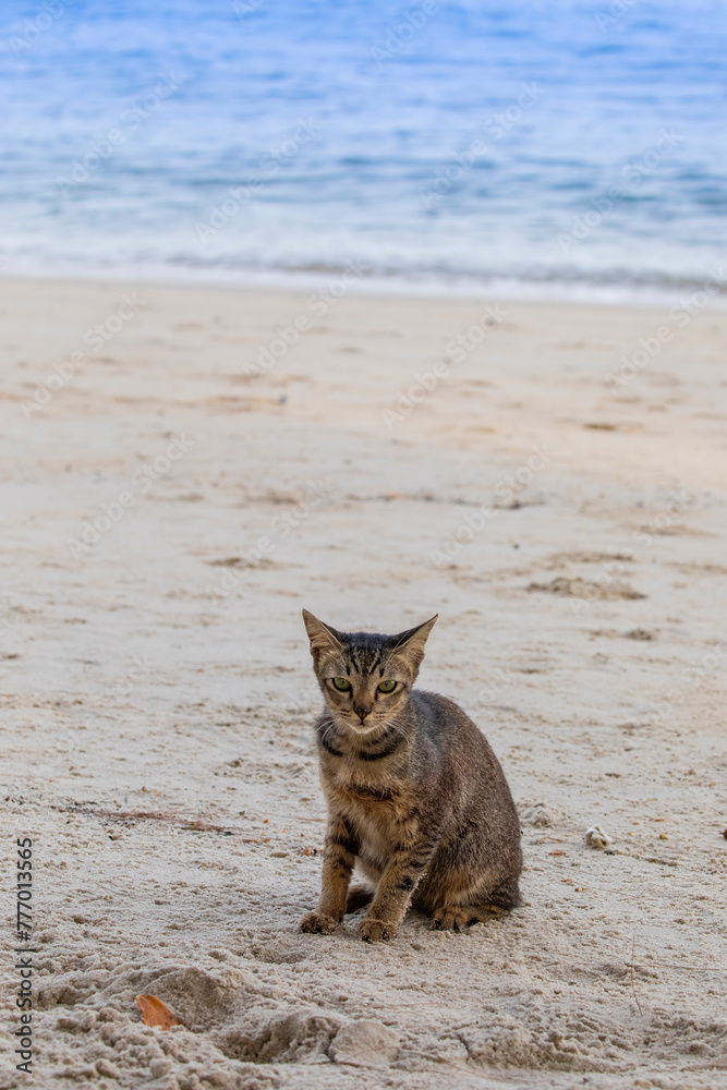 The tabby cat walks on the beach of Batu Ferringhi. Located along the ...
