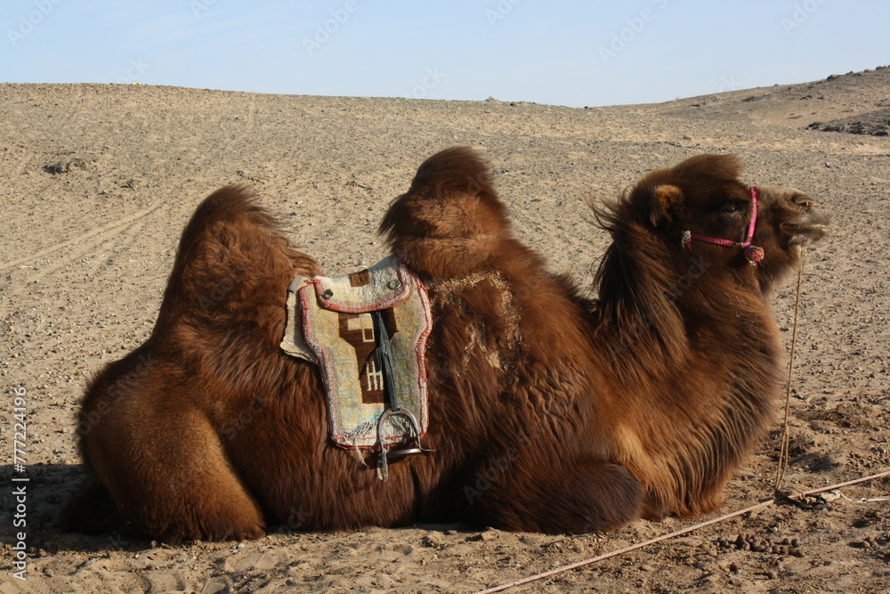 A Mongolian bactrian camel in the lonely desert of Gobi region, Bogd ...