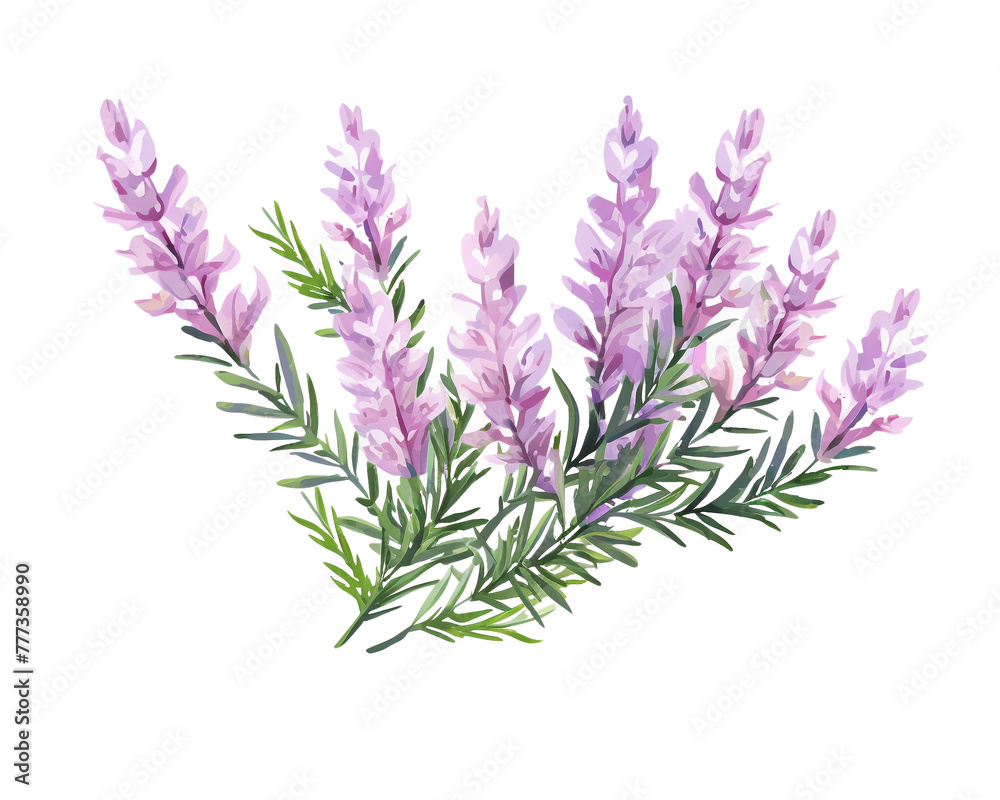 Heather flowers remove background , flowers, watercolor, isolated white ...
