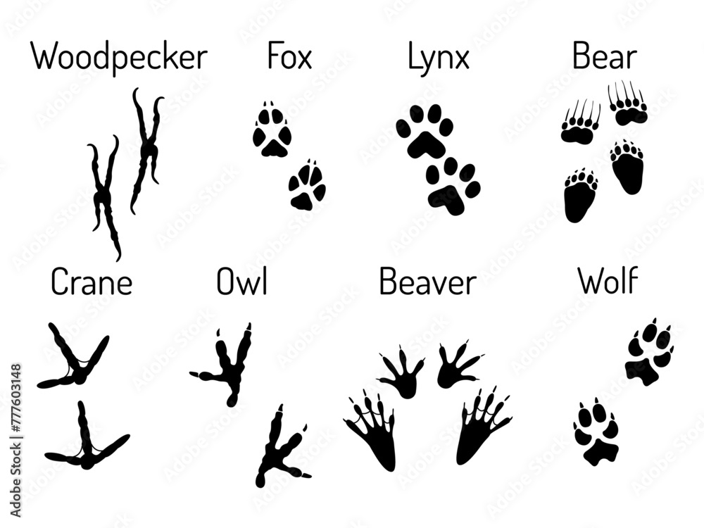 Traces of wild animals. Paw prints of woodpecker, fox, lynx, bear, owl ...