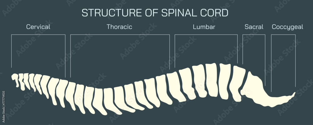 Vektor Structure of spinal cord vector illustration. Cervical, thoracic ...