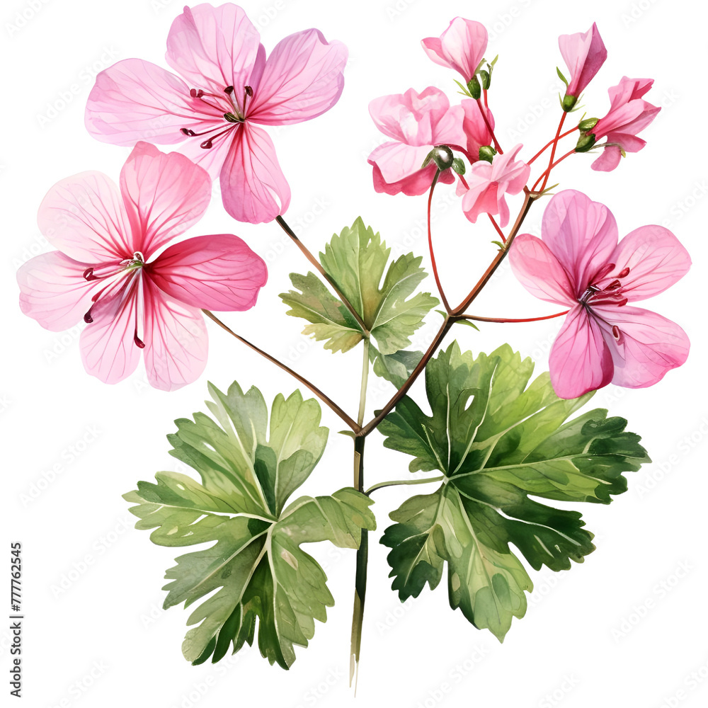 Ivy geranium leaves border. Watercolor botanical banner for the design ...