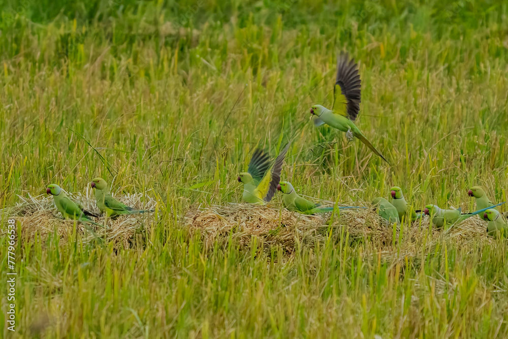 Flying the rose-ringed parakeet (Psittacula krameri), also known as the ...