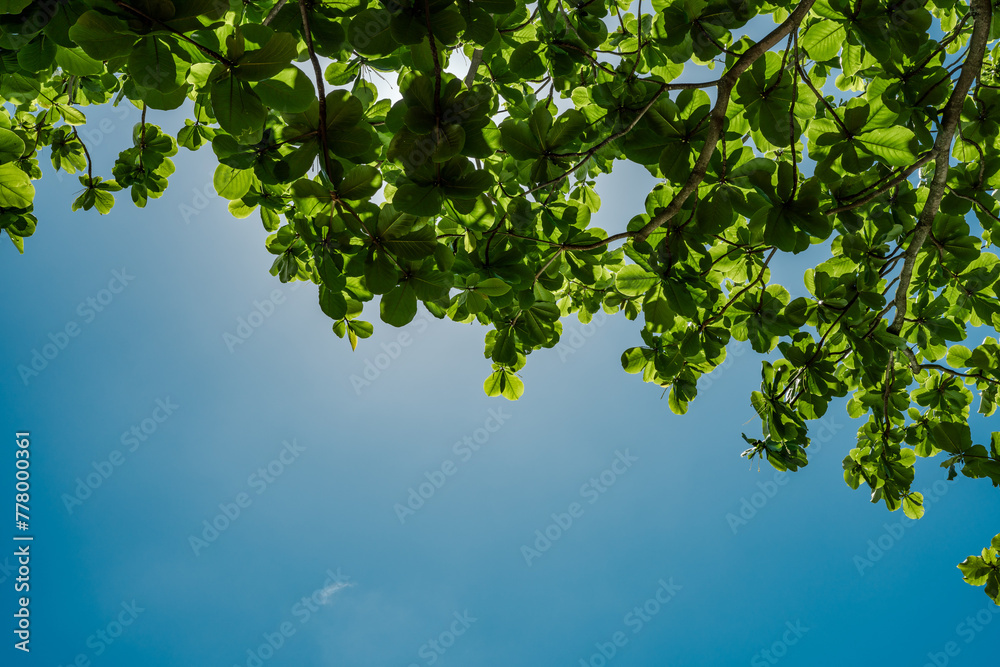 Shark’s Cove Oahu Hawaii. Terminalia catappa is a large tropical tree ...