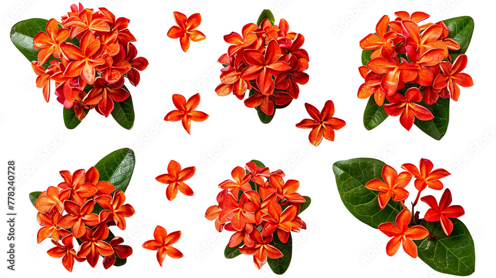 ixora flowers isolated on a transparent background. This tropical bloom ...